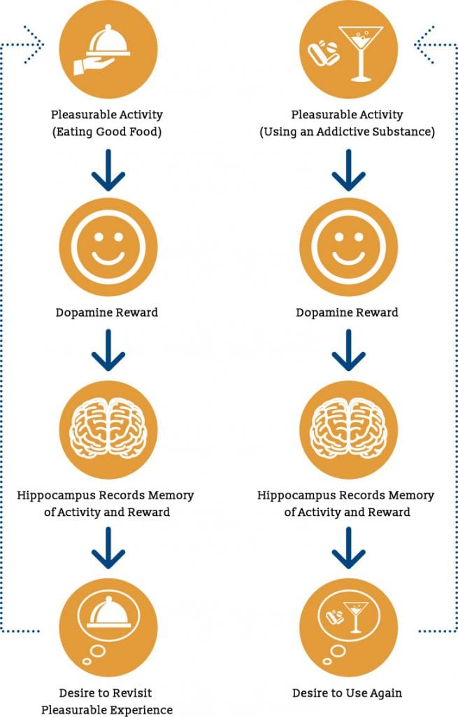 Neuroplasticity and the Recovering Brain – Alta Mira Recovery
