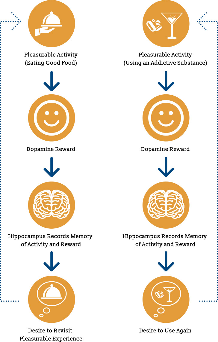 Neuroplasticity and the Recovering Brain – Alta Mira Recovery